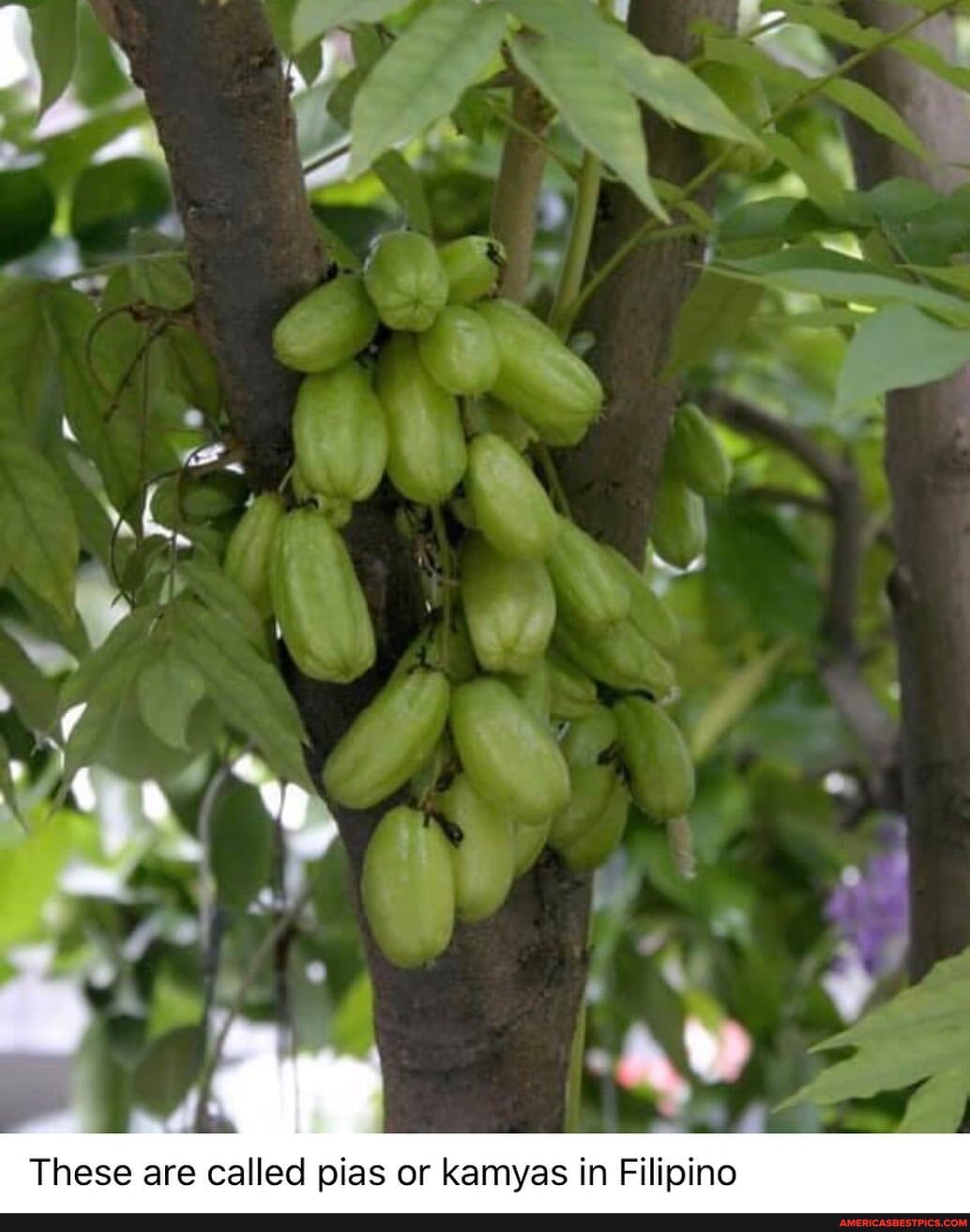 These are called pias or kamyas in Filipino - America’s best pics and ...