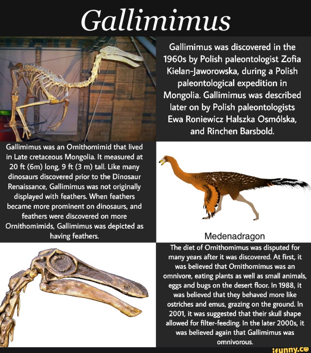 Gallimimus Gallimimus was discovered in the 1960s by Polish ...