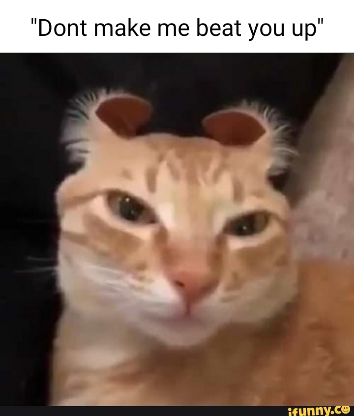 Angrykitty memes. Best Collection of funny Angrykitty pictures on iFunny