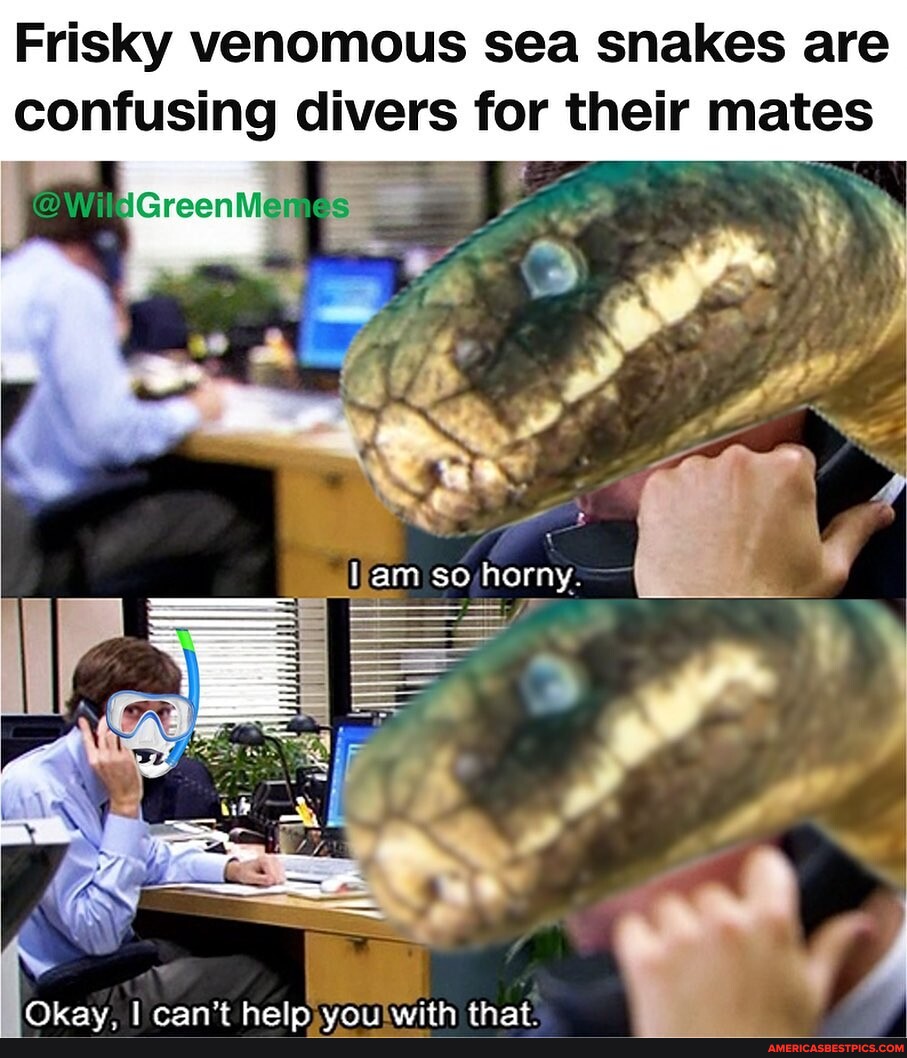 🐍 Meme by @beingevolved - Frisky venomous sea snakes are confusing ...
