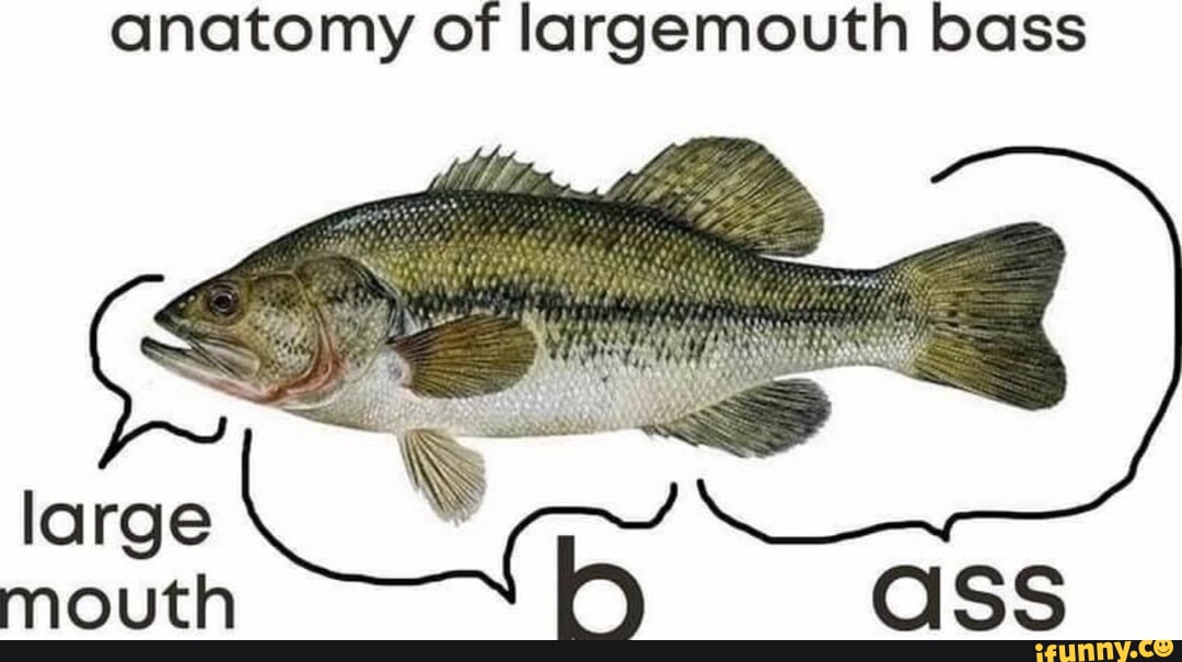 Largemouth memes. Best Collection of funny Largemouth pictures on iFunny