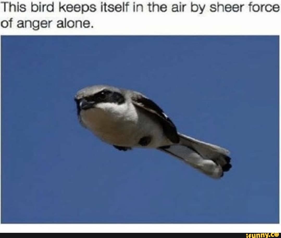 This bird keeps itself in the air by sheer force of anger alone. - iFunny