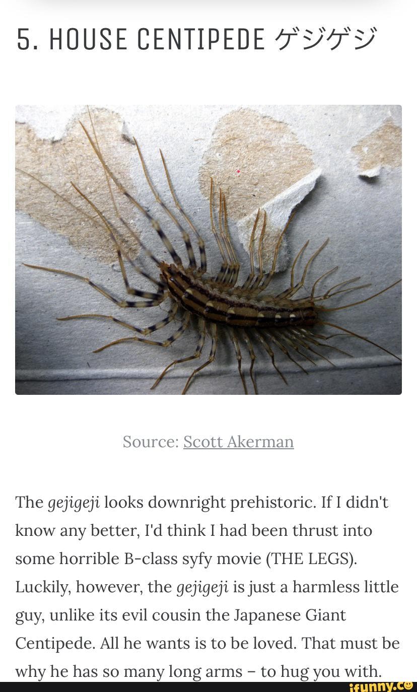 Gejigeji memes. Best Collection of funny Gejigeji pictures on iFunny