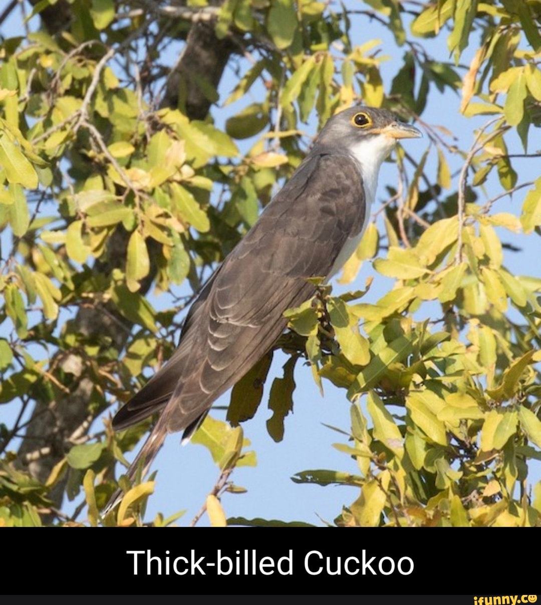 Thickbilledcuckoo memes. Best Collection of funny Thickbilledcuckoo ...