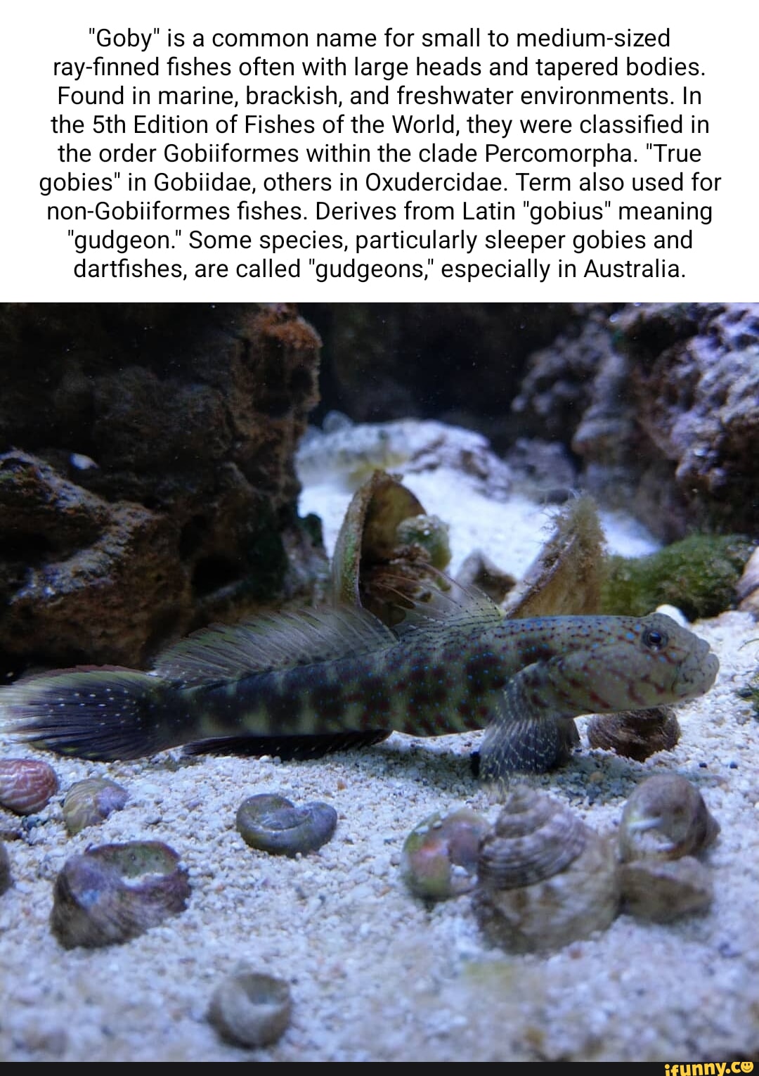 Taxonomy memes. Best Collection of funny Taxonomy pictures on iFunny