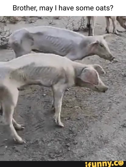 Brother, may I have some oats? - iFunny