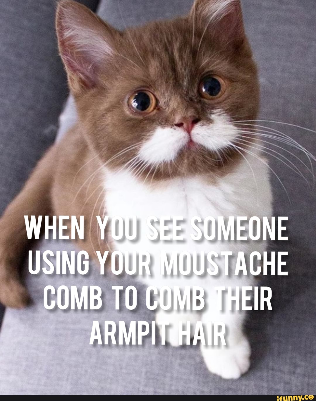 Cat memes - SS WHEN SEE SOME USING YOUR WOUSTA COMB TO COMB ARMPI - iFunny