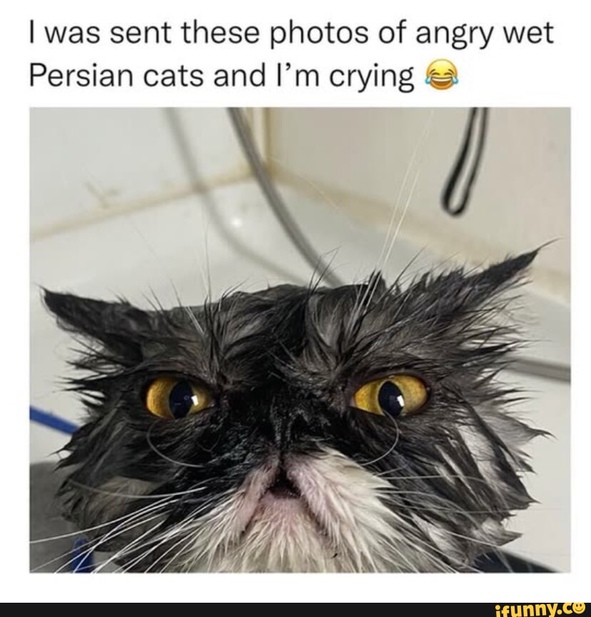 I was sent these photos of angry wet Persian cats and I'm crying - iFunny