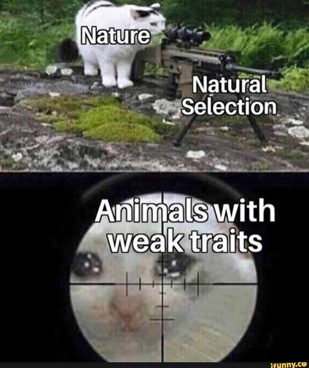 Wi. bid 'Nature La Natural Selection Animals with weak traits - iFunny