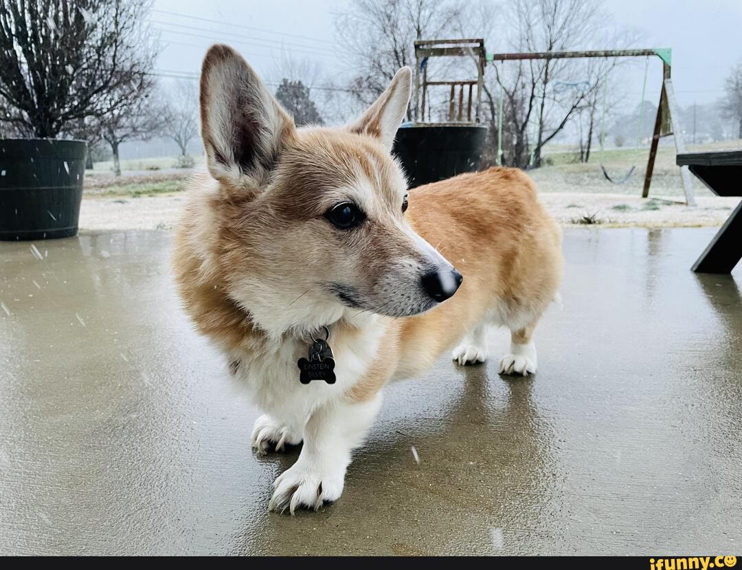 Romping memes. Best Collection of funny Romping pictures on iFunny