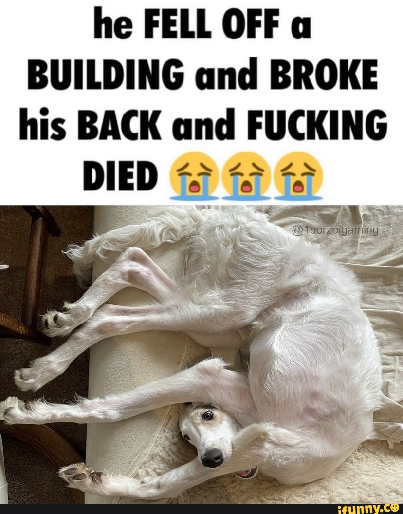 Video memes h3X26xGGB by gorillamike400: 3 comments - iFunny