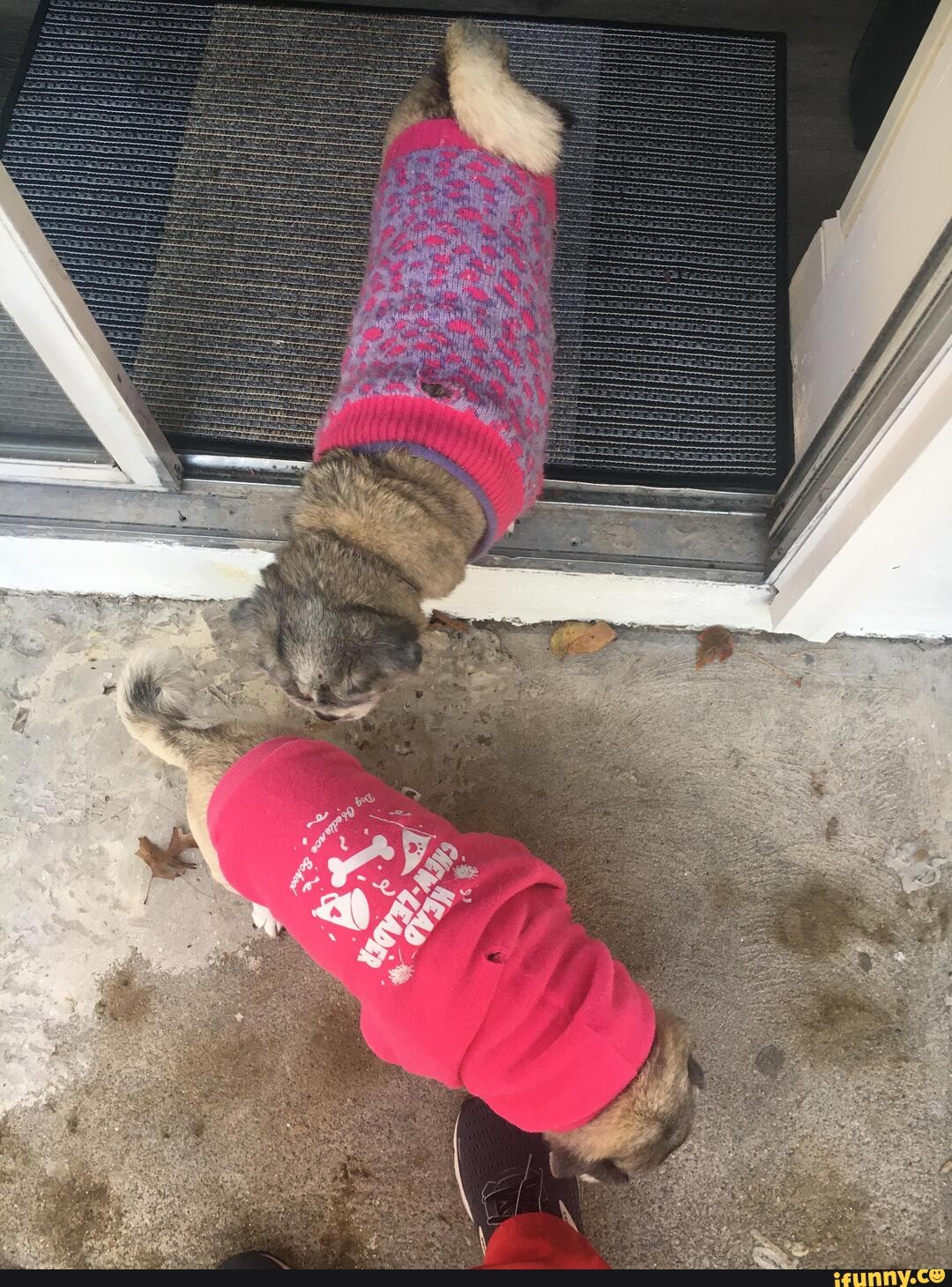 Aliza memes. Best Collection of funny Aliza pictures on iFunny