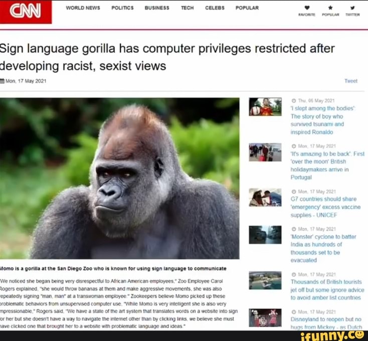 Sign language gorilla has computer privileges restricted after ...