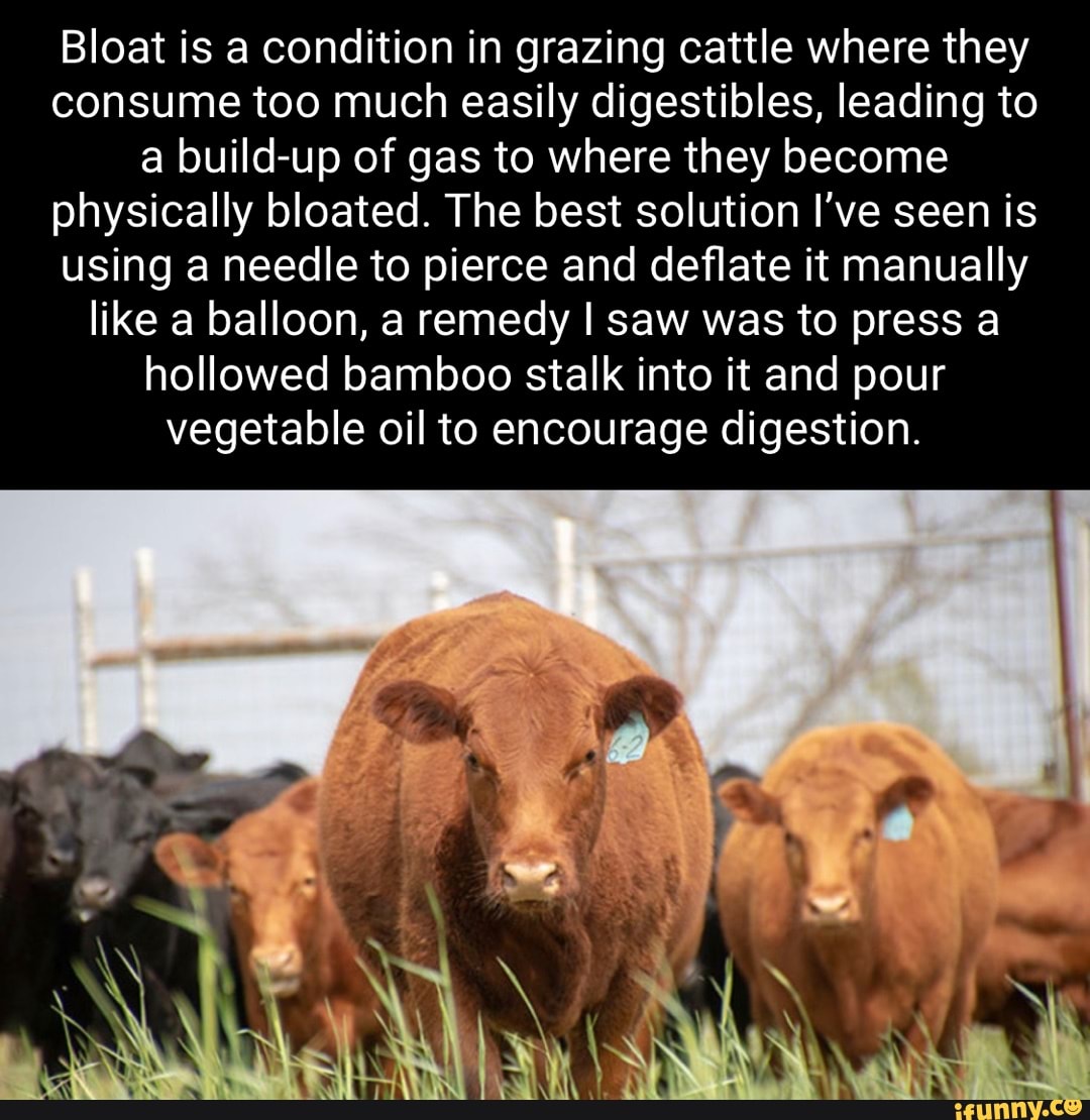 Digestibles memes. Best Collection of funny Digestibles pictures on iFunny