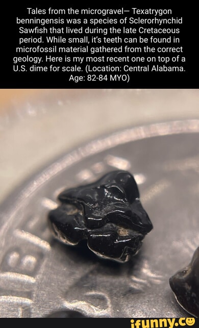 Sawfish memes. Best Collection of funny Sawfish pictures on iFunny