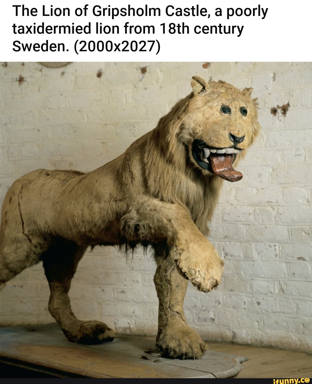 The Lion of Gripsholm Castle, a poorly taxidermied lion from 18th ...