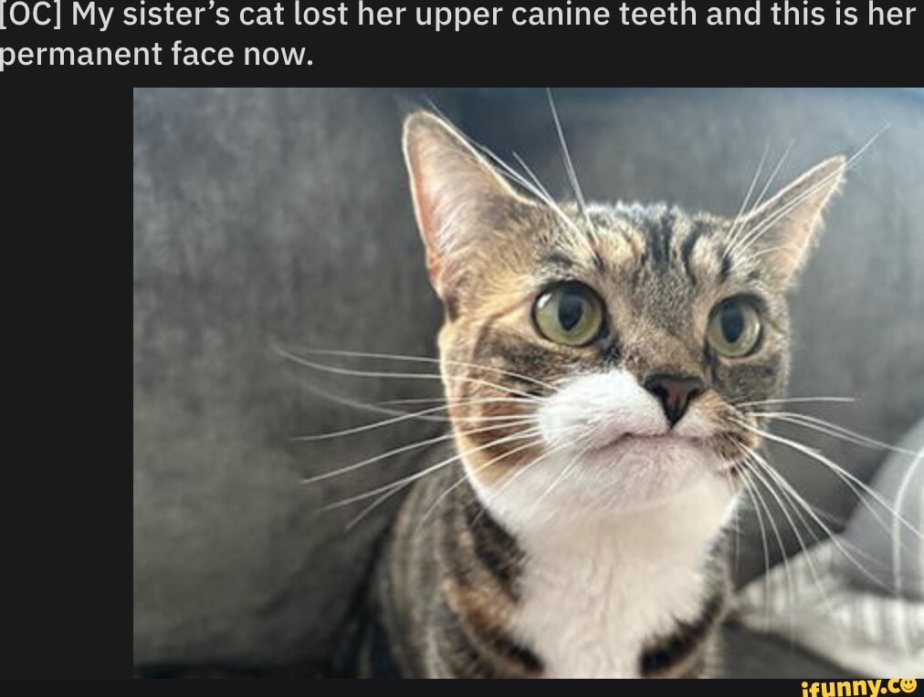 My sister's cat lost her upper canine teeth and this Is her permanent ...