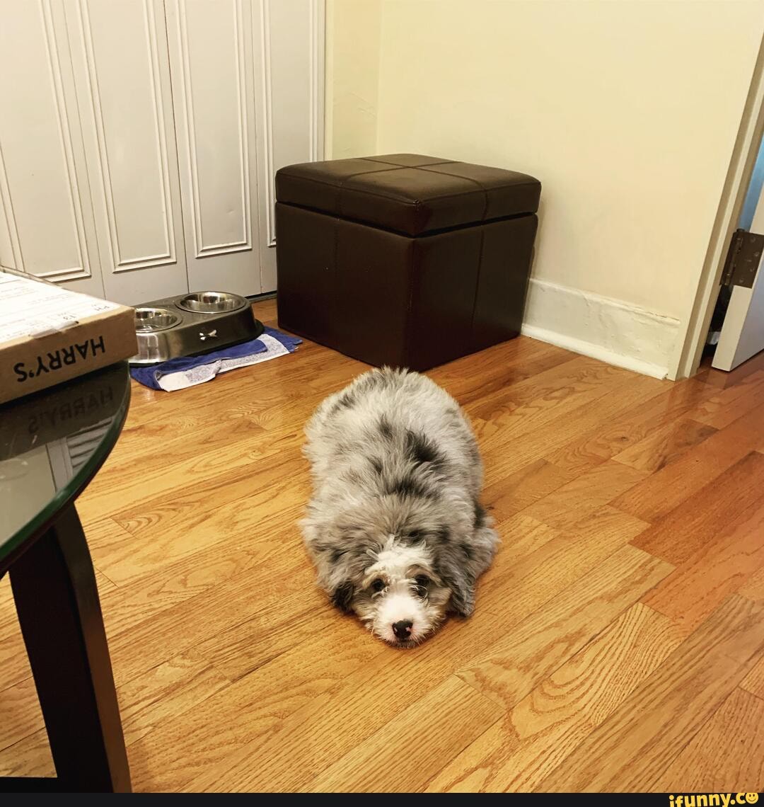 Wilbert memes. Best Collection of funny Wilbert pictures on iFunny