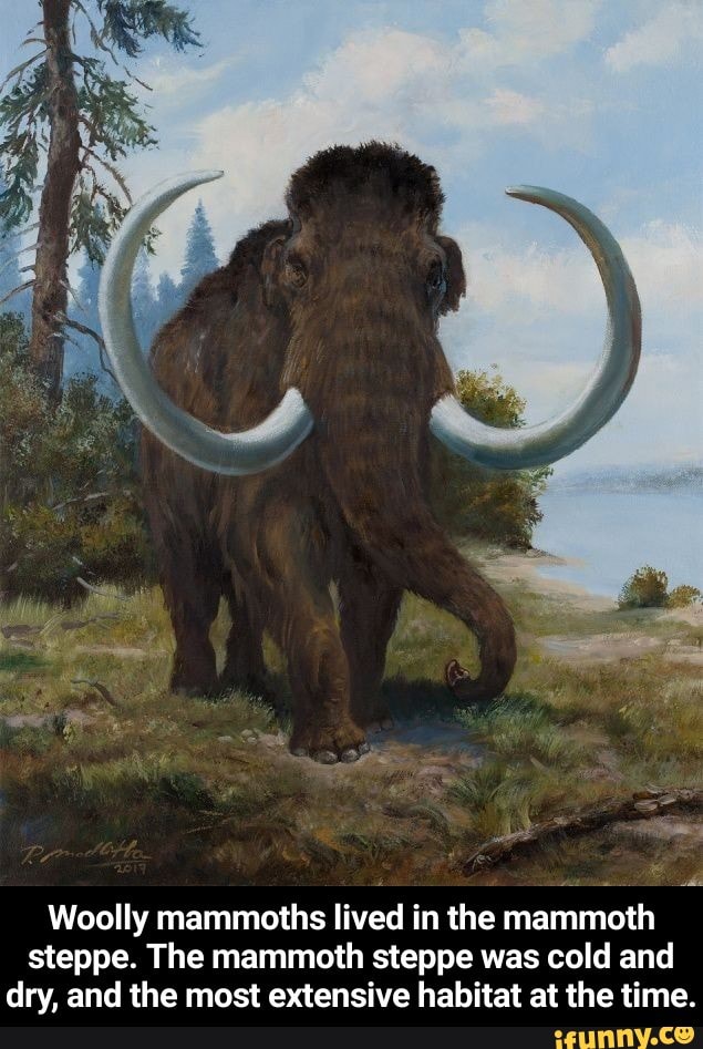 Woolly mammoths lived in the marhmoth steppe. The mammoth steppe was ...