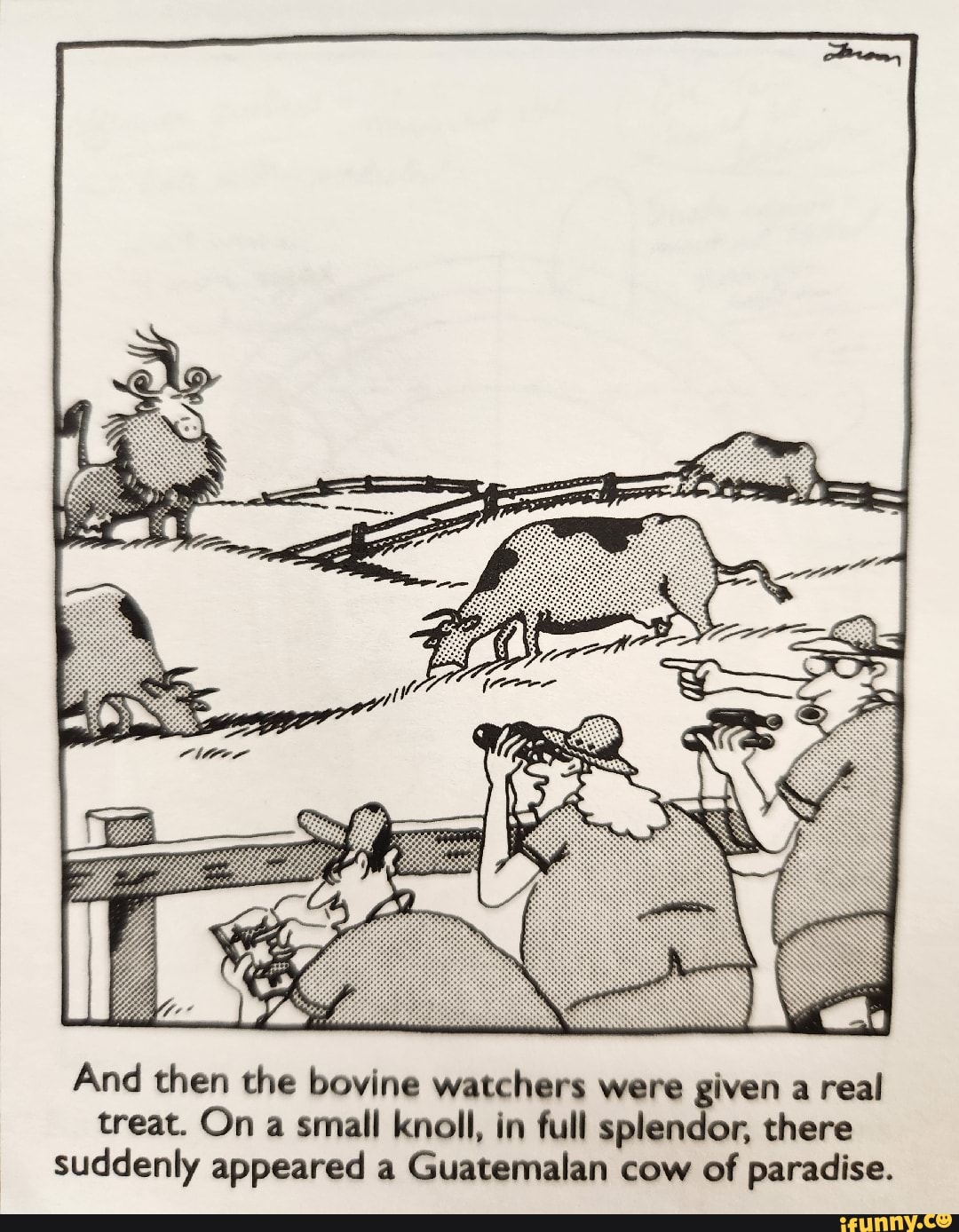 And then the bovine watchers were given a real treat. On a small knoll ...