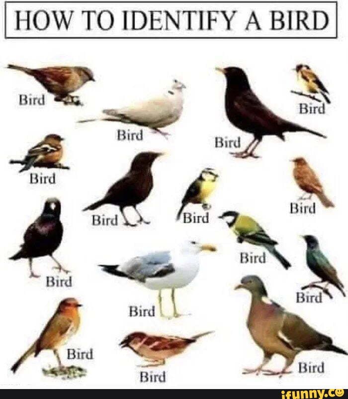 HOW TO IDENTIFY A BIRD Bird Bind Bird Rd Bird Bird J Bird Bird Bird how-to-identify-a-bird-bird-bind-bird-rd-bird-bird-j-bird-bird-bird
