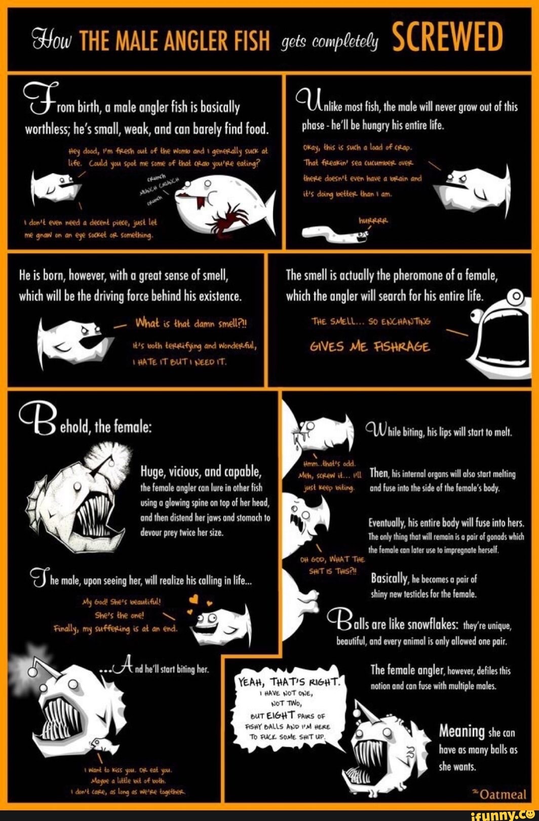 How THE MALE ANGLER FISH rom birth, a male angler fish is basically ...