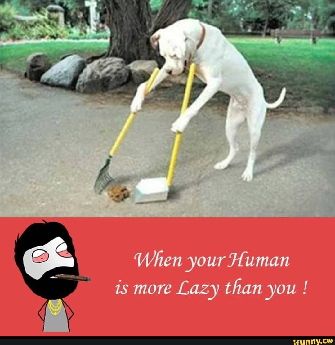 When your Human is more Lazy than you ! - iFunny