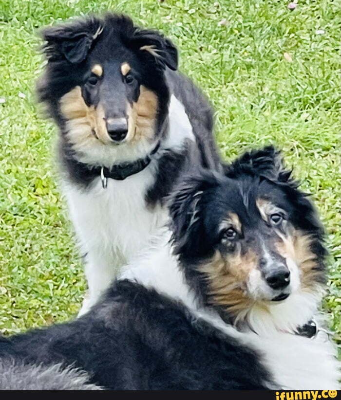 Rough_collies memes. Best Collection of funny Rough_collies pictures on ...