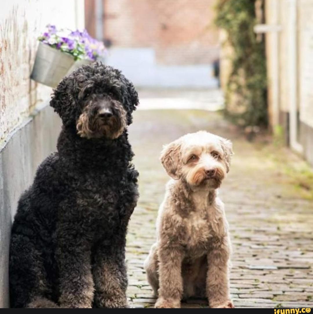 Labradoodles memes. Best Collection of funny Labradoodles pictures on ...