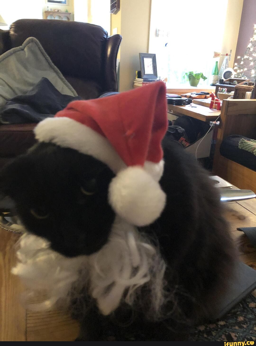 Rastas memes. Best Collection of funny Rastas pictures on iFunny