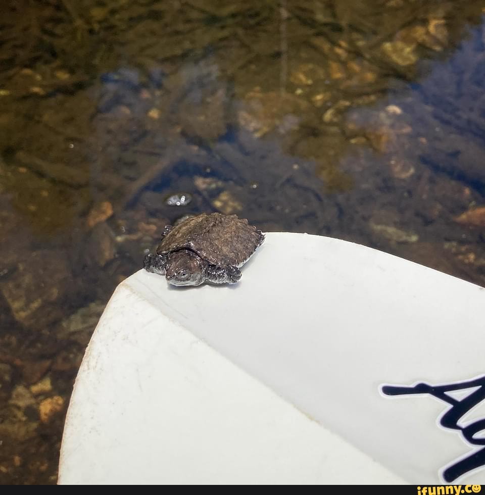 Snapping_turtle memes. Best Collection of funny Snapping_turtle ...