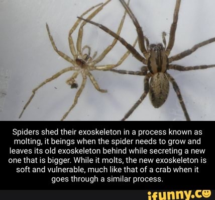 Spiders shed their exoskeleton in a process known as molting, it beings ...