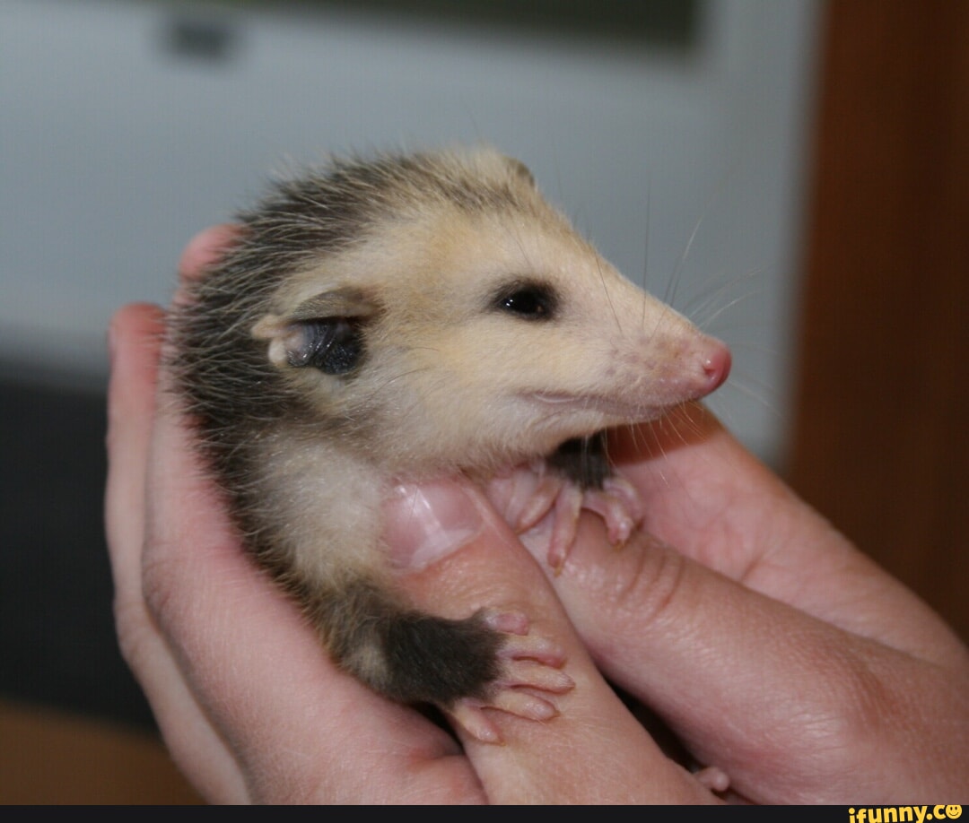 Opossum memes. Best Collection of funny Opossum pictures on iFunny