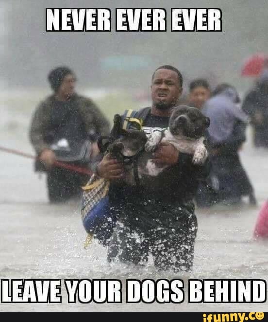 NEVER EVER EVER LEAVE YOUR DOGS BEHIND - iFunny
