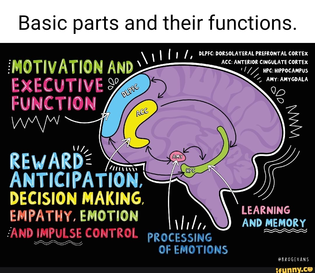 Basic Parts And Their Functions I Dlpfc Dorsolateral Prefrontal Cortex Acc Anterior Cingulate