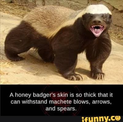 A honey badger's skin is so thick that it can withstand machete blows, arrows, and spears. - iFunny