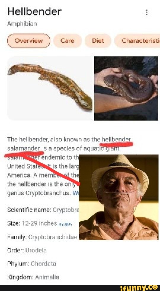 Hellbender Amphibian Overview Care Diet Characterist! The hellbender ...