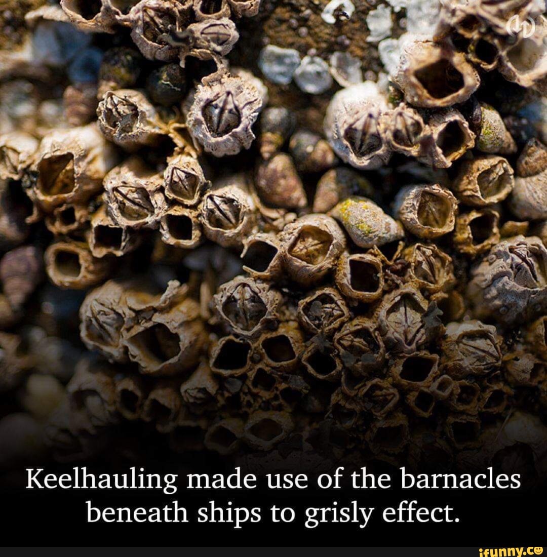 Keelhauling made use of the barnacles beneath ships to grisly effect ...