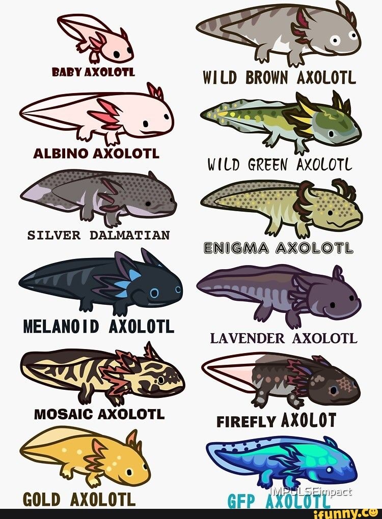 WILD BROWN AXOLOTL WILD GREEN AXOLOTL ENIGMA AXOLOTL ALBINO AXOLOTL ...