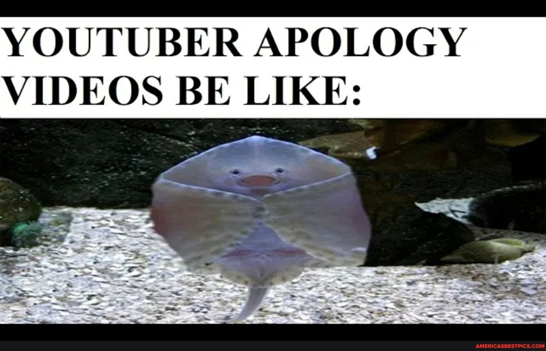 YOUTUBER APOLOGY VIDEOS BE LIKE: - America’s best pics and videos