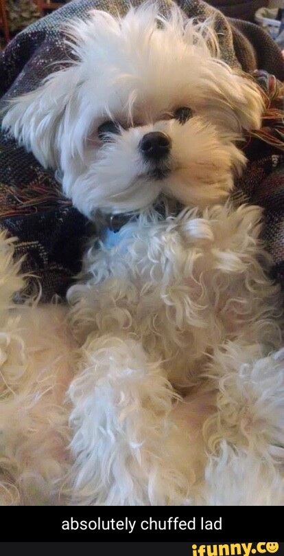 Chuffed memes. Best Collection of funny Chuffed pictures on iFunny