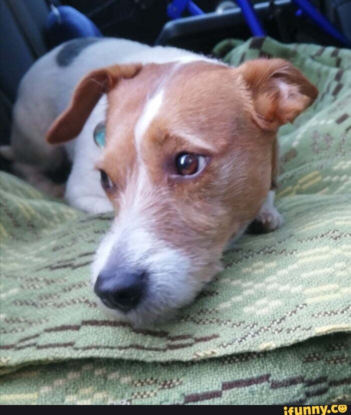 Plummer_terrier memes. Best Collection of funny Plummer_terrier ...