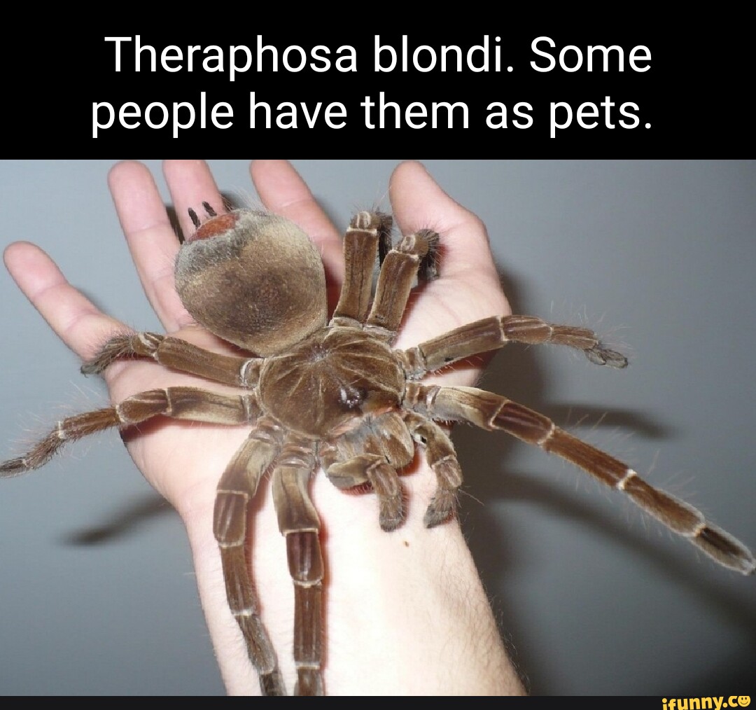 Blondi memes. Best Collection of funny Blondi pictures on iFunny