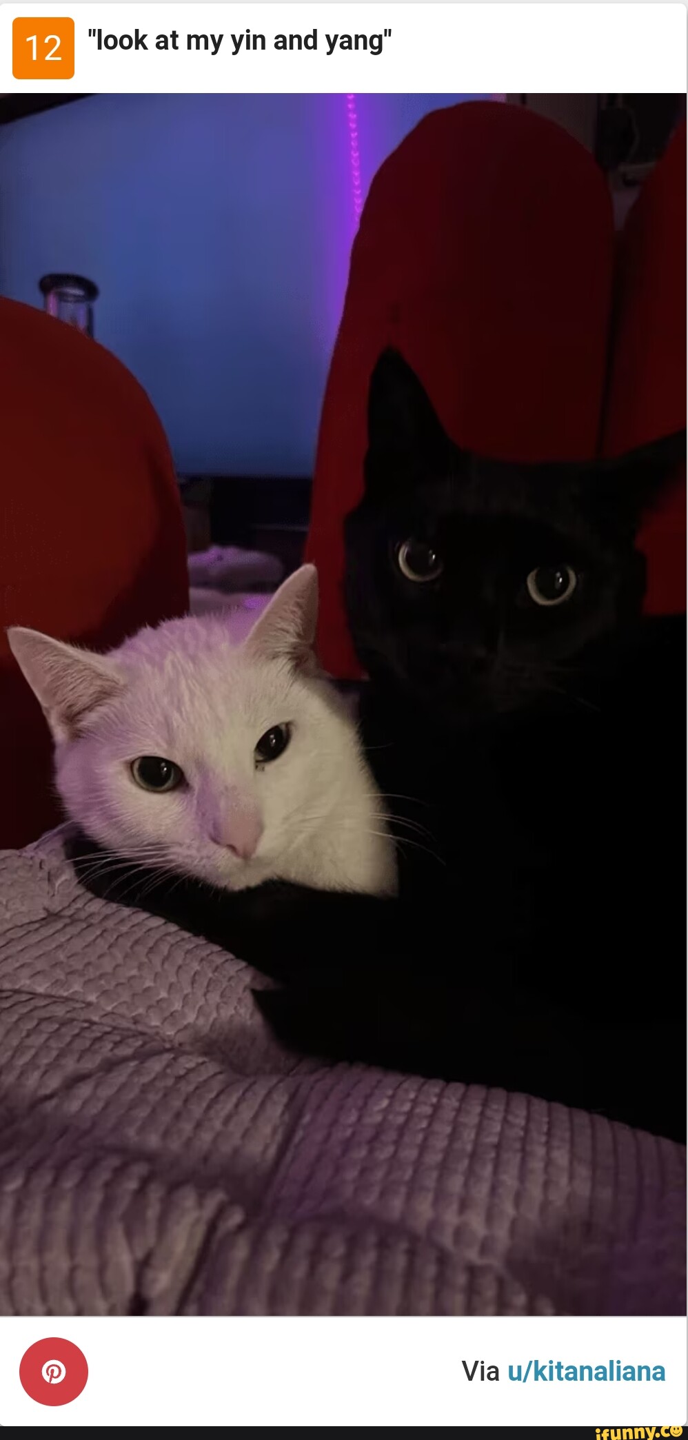 Yang memes. Best Collection of funny Yang pictures on iFunny