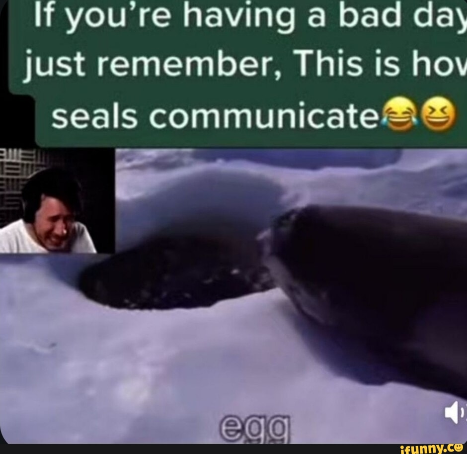 Seals memes. Best Collection of funny Seals pictures on iFunny