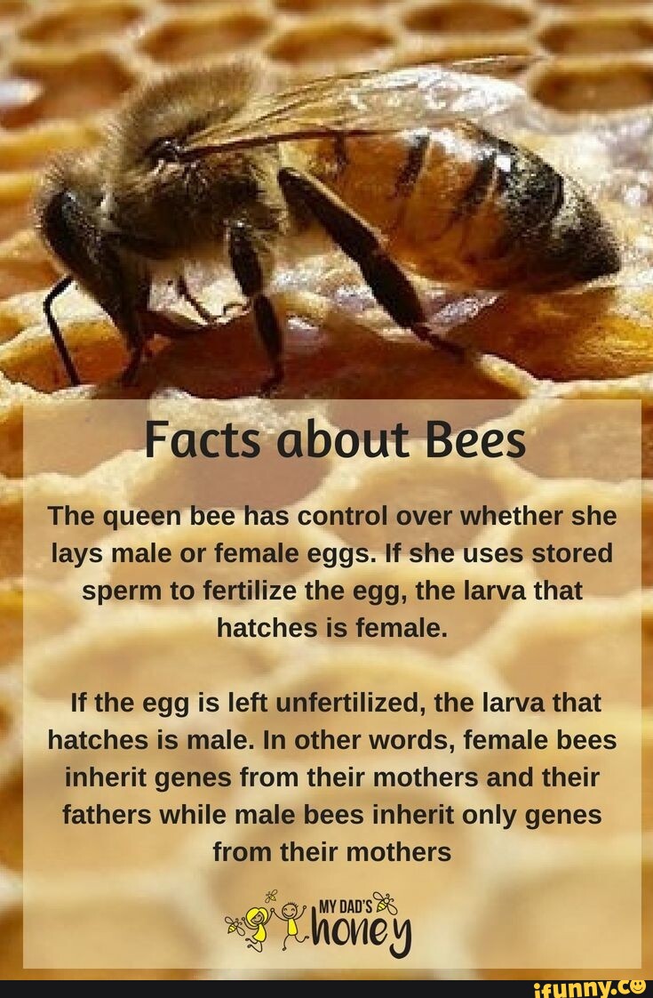 Facts about Bees The queen bee has control over whether she lays male ...