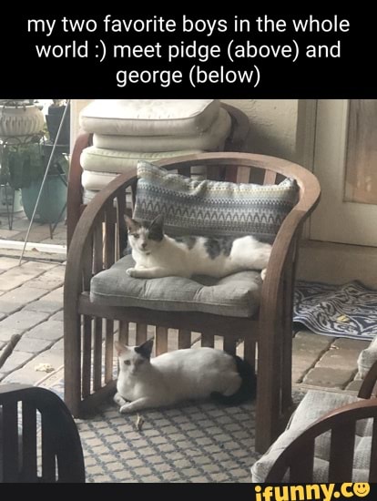 Pidge memes. Best Collection of funny Pidge pictures on iFunny