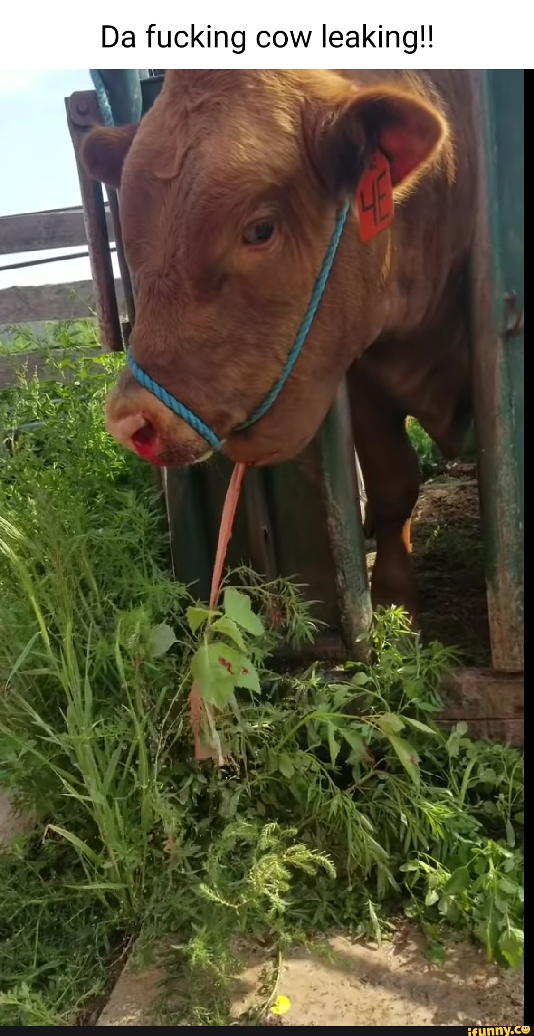 Da fucking cow leaking!! - iFunny