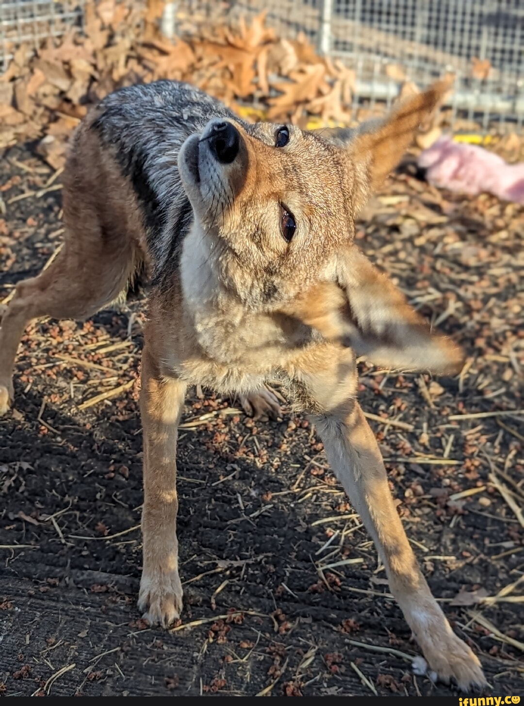 Jackal memes. Best Collection of funny Jackal pictures on iFunny