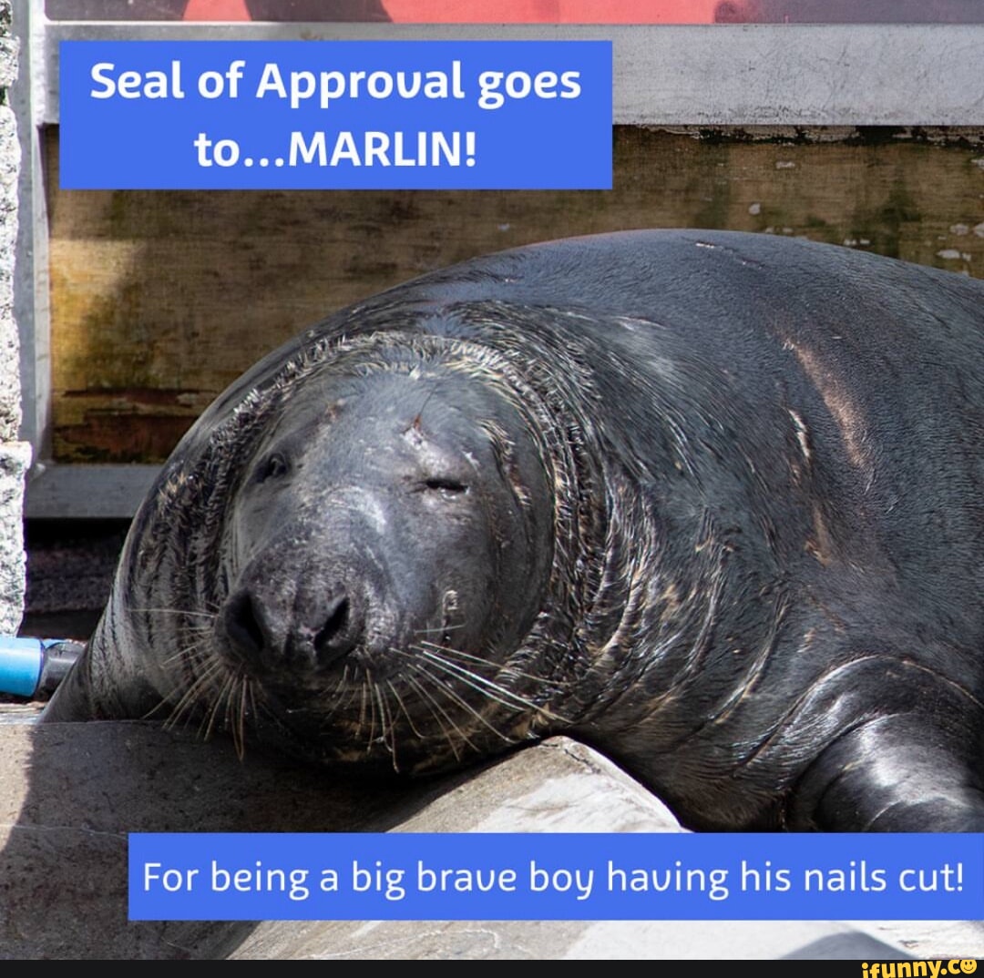 Seals memes. Best Collection of funny Seals pictures on iFunny